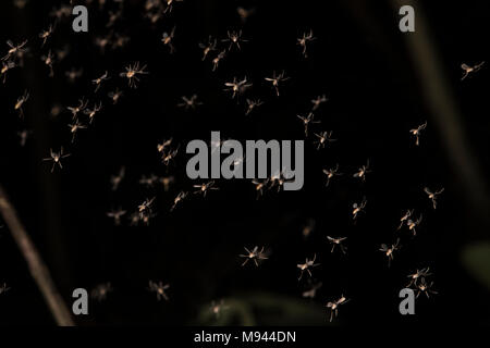 A swarm of sandflies from tropical Peru. Annoying on their own, they ...