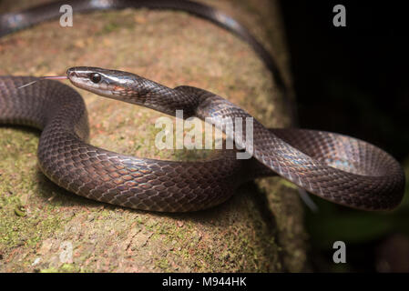 A old adult forest flame snake (Oxyrhopus petola) when young they have ...