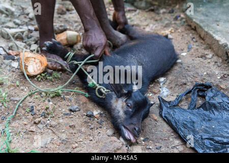 A goat is slaughtered in Bureh Town, Freetown Sierra Leone Stock Photo ...