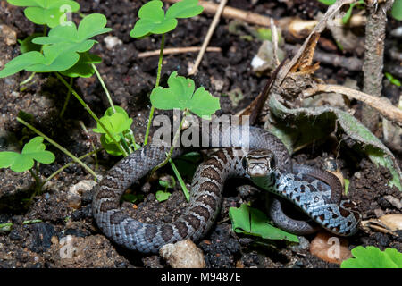 Baby northern black racer (Coluber constrictor constrictor Stock Photo ...