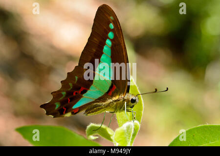 Blue Triangle or Common Bluebottle Butterfly, Graphium sarpedon ...