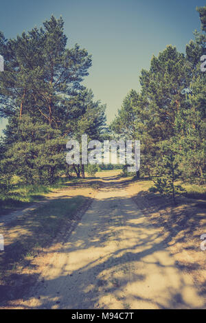 Dirt road and pine trees on the roadside, dry terrain in Poland, summer ...