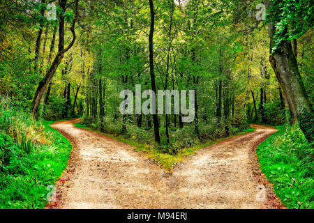 fork in the woods with two paths leading in different directions with ...