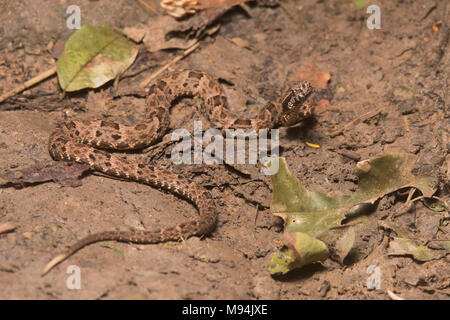 Juvenile fer-de-lance (Bothrops atrox) in the Amazon Basin in Peru ...