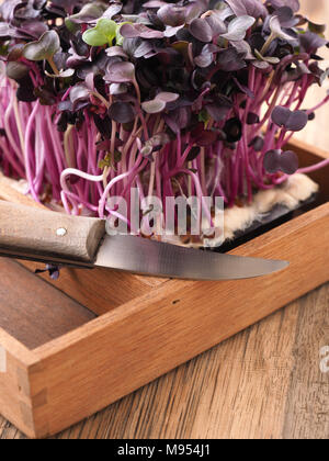 Red radish sprouts in a wooden box on a ktichen table Stock Photo - Alamy
