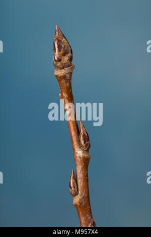 Zitterpappel, Zitter-Pappel, Pappel, Espe, Habitus, Populus tremula ...