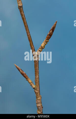 Buche, Rot-Buche, Rotbuche, Knospe, Knospen, Fagus sylvatica, Common ...