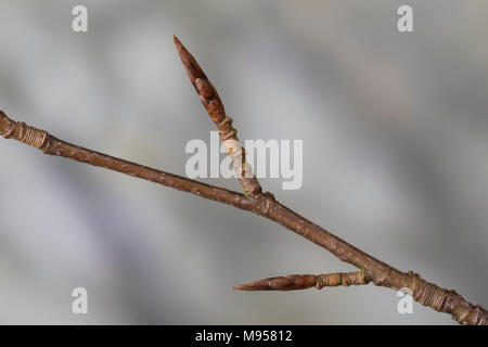 Buche, Rot-Buche, Rotbuche, Knospe, Knospen, Fagus sylvatica, Common ...
