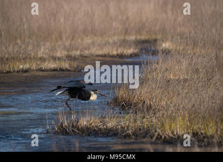 A wolly necked stork bird taking off from a grey wetland habitat Stock ...