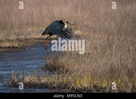 A wolly necked stork bird taking off from a grey wetland habitat Stock ...