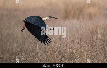 A wolly necked stork bird taking off from a grey wetland habitat Stock ...