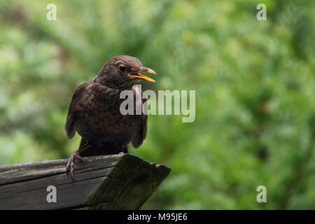 Common blackbird or Eurasian blackbird small black bird with bright ...