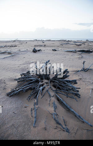 Driftwood on Matapica beach Suriname South America. The beach is famous ...