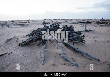 Driftwood on Matapica beach Suriname South America. The beach is famous ...