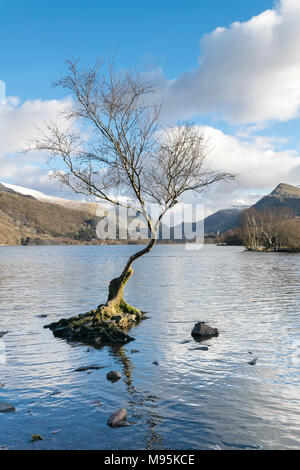 The Lonely tree in Padarn lake, Llanberis, Gwynedd, North Wales, Great ...