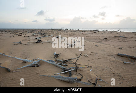 Driftwood on Matapica beach Suriname South America. The beach is famous ...