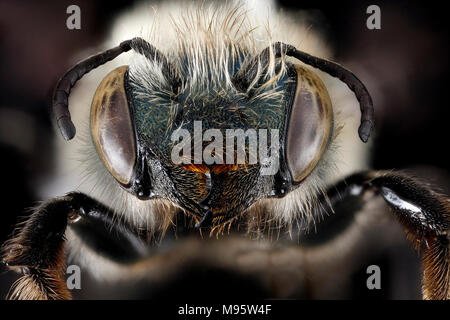 The female Osmia simillima, a mason bee, is photographed at Acadia ...