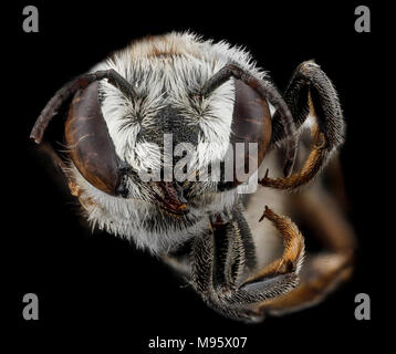 Megachile concinna, F, face, Dominican Republic Stock Photo - Alamy