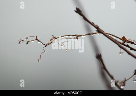 Spider web on grape vines - sud-Touraine, France Stock Photo - Alamy