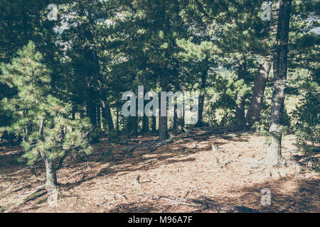 The roots of the trees and the yellow needles of the cedar forest Stock ...
