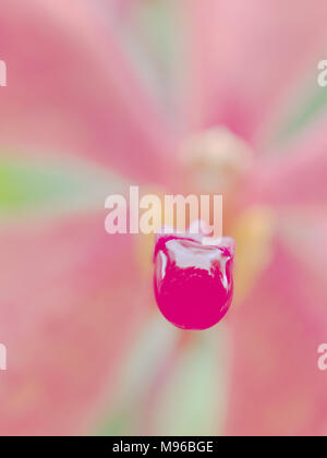 Flower with pink petals over water Stock Photo - Alamy