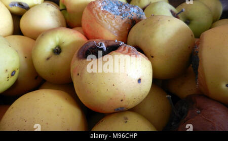 Picture of a lot of rotten apples Stock Photo - Alamy
