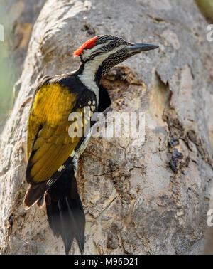 Flame backed woodpecker Stock Photo - Alamy