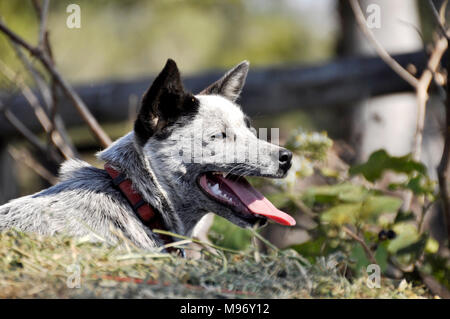 DOG, blue healer Stock Photo - Alamy