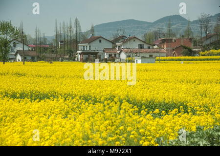 Hanzhon, Hanzhon, China. 23rd Mar, 2018. Hanzhong, CHINA-Rapeseed ...
