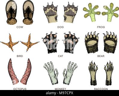 Paws of animals or footprints and wildlife. hands of dog, bear, cat and ...