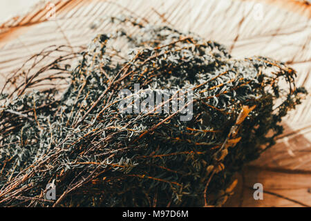 Cut branch stump on conifer tree Monterey Pine healing and leaking ...