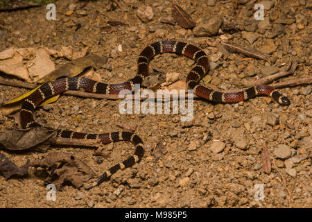 The Peruvian coral snake (Micrurus peruvianus) is a highly secretive ...