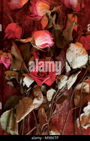 Close up of red Rose drying up Stock Photo - Alamy