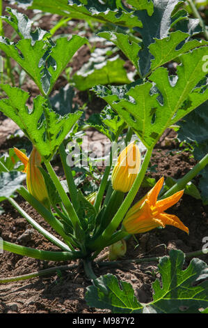 Green zucchini plant with flowers and young fruits in vegetable bed ...