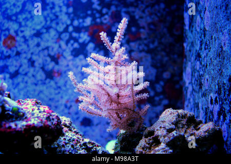 Gorgonian coral, Rumphella antipathies, Gorgoniidae, Sharm el Sheikh ...