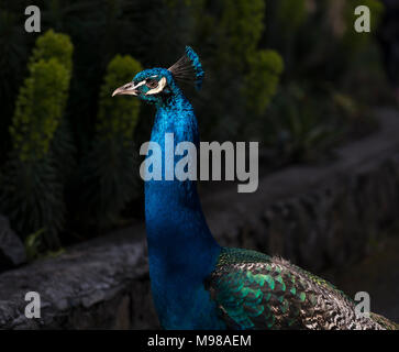 A peacock in Beacon Hill Park in Victoria, BC showing its brightly ...