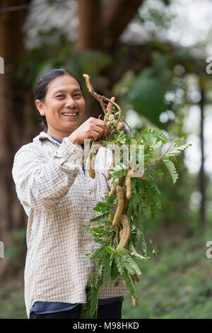 a women at a Tamarind tree at the wat khao Angkhan south of the city of ...