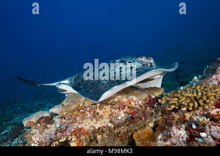 Round ribbontail or Blotched fantail ray [Taeniura meyeni]. West Papua ...