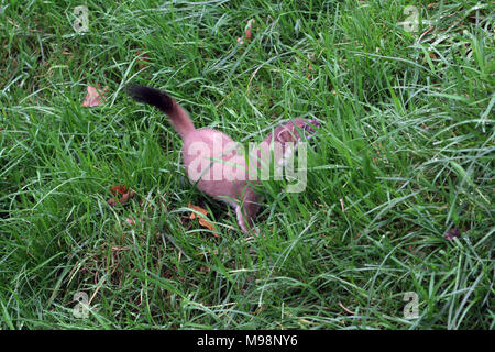 The stoat (or Weasel as it is called in the US) is different to the ...