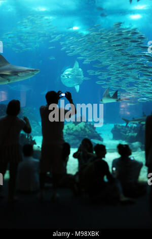 group of People observing fish at an aquarium Stock Photo - Alamy