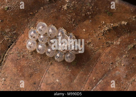 A cluster of recently hatched shield bugs and eggs Stock Photo - Alamy