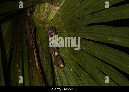 A family of Peruvian fruit bats eating fruit Stock Photo - Alamy