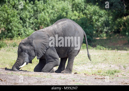 Elephant bending down and using its tusk to dig out a root close to the ...