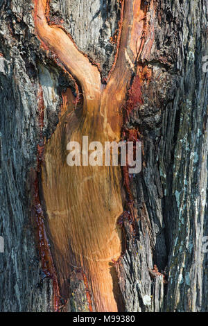 Elephant tusk damage to the bark of a tree Stock Photo - Alamy