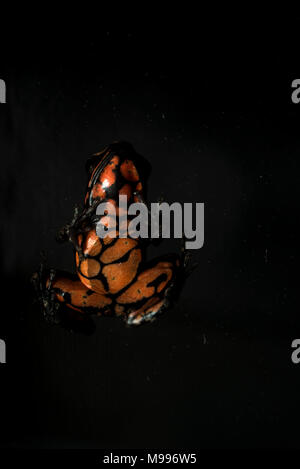 Red poison frog sitting on a leaf kept by the local guide. Reserva ...