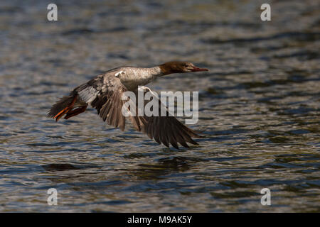 goosander (Mergus merganser), juvenile male, Germany, Bavaria Stock ...