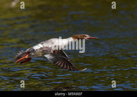 Female Goosander in flight over water Stock Photo - Alamy