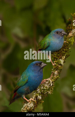 Tricolored Parrot Finch Stock Photo - Alamy