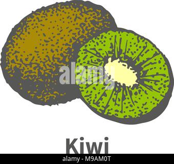 Hand drawn sketch style kiwi banner. Organic fresh fruit vector ...
