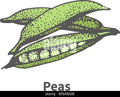Green pea pod doodle drawing, isolated on white background. Vector ...